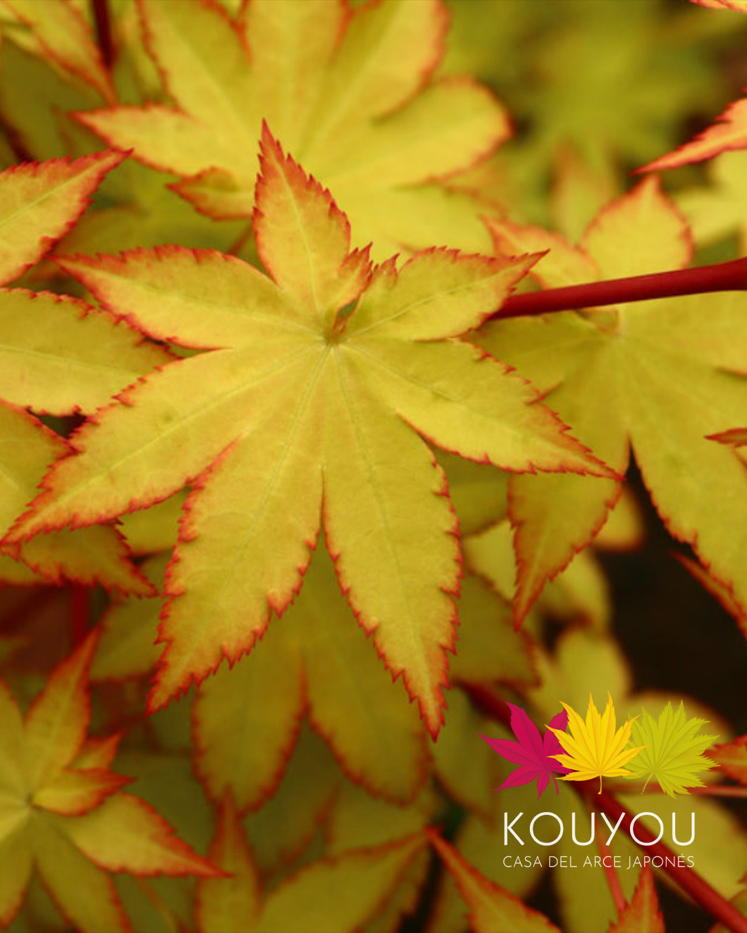 Acer Palmatum ‘Summer Gold’ – Kouyou Casa del Arce Japonés