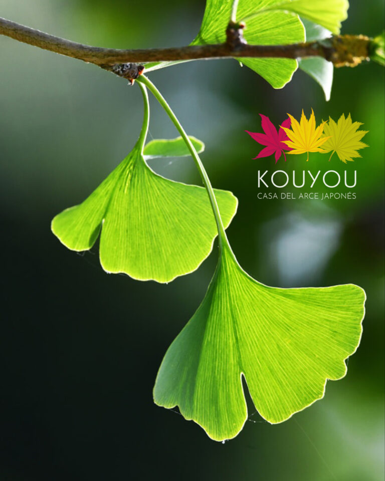 Ginkgo Biloba (Seedling) – Kouyou Casa del Arce Japonés